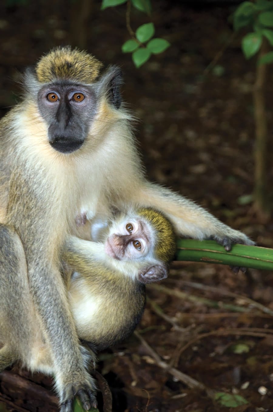 Photos of Barbados Wildlife Reserve at Totally Barbados