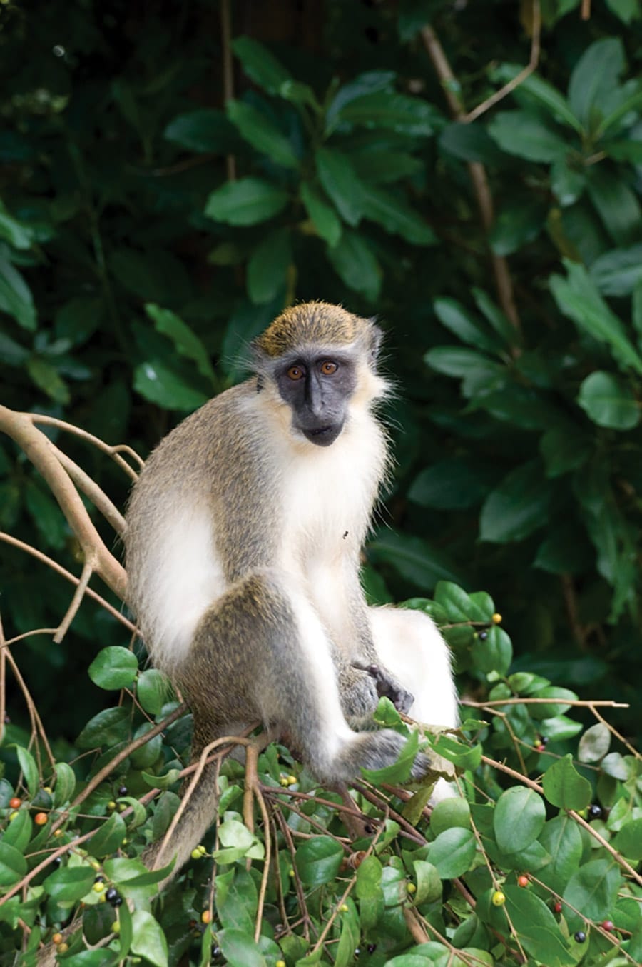 Photos of Barbados Wildlife Reserve at Totally Barbados