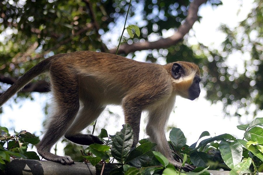 Photos of Barbados Wildlife Reserve at Totally Barbados