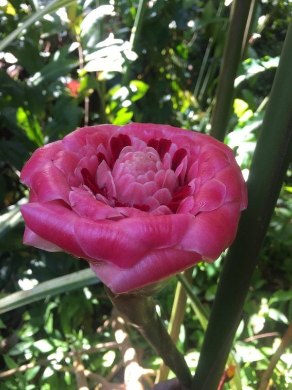 Barbados Flower Forest Gardens - Totally Barbados