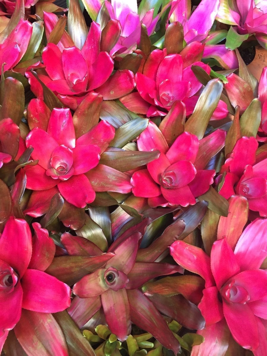 Barbados Flower Forest Gardens - Totally Barbados