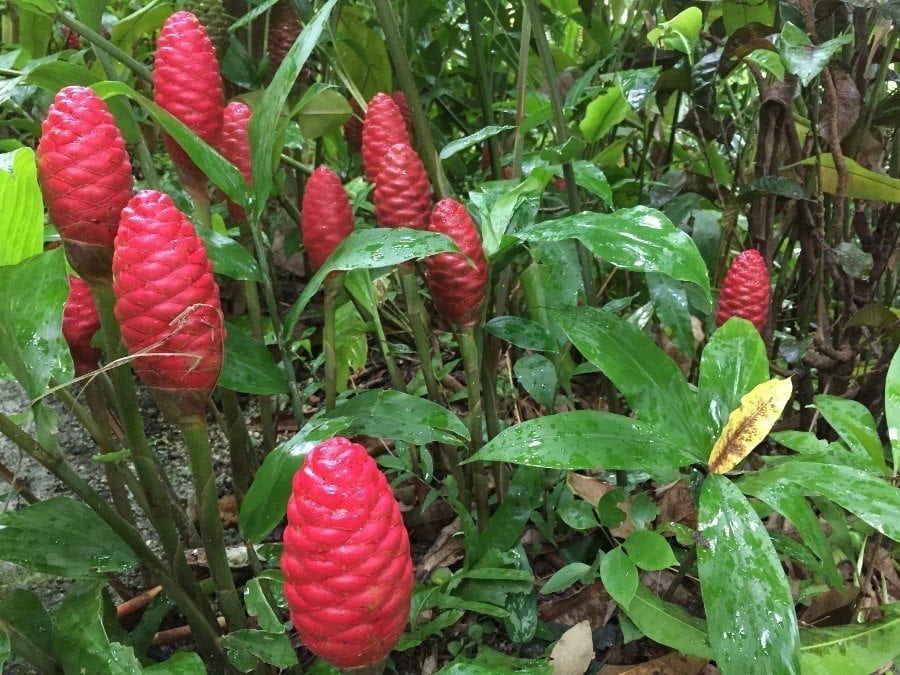 Barbados Flower Forest Gardens - Totally Barbados