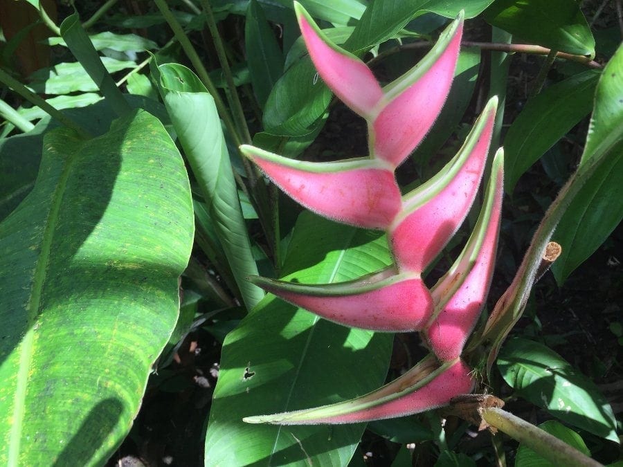 Barbados Flower Forest Gardens - Totally Barbados