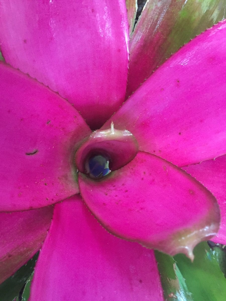 Barbados Flower Forest Gardens - Totally Barbados