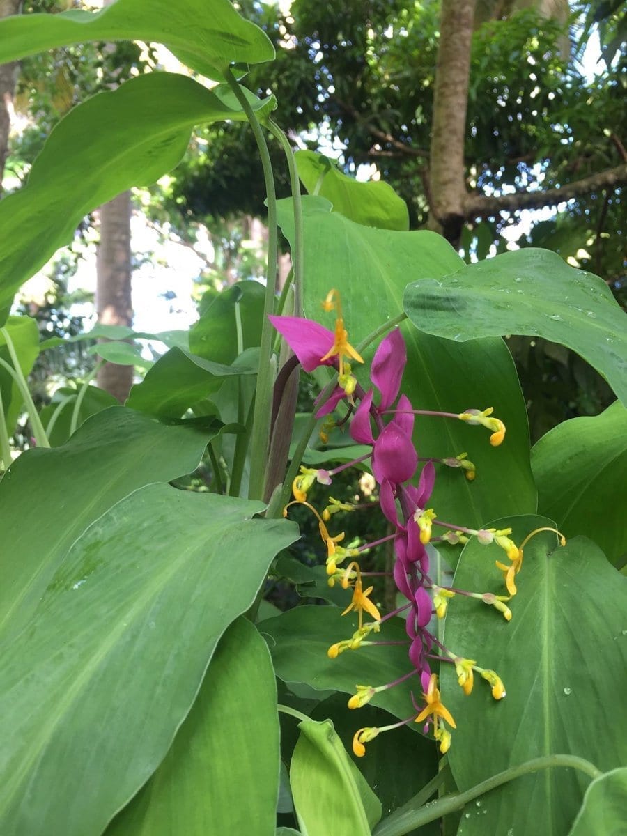 Barbados Flower Forest Gardens - Totally Barbados