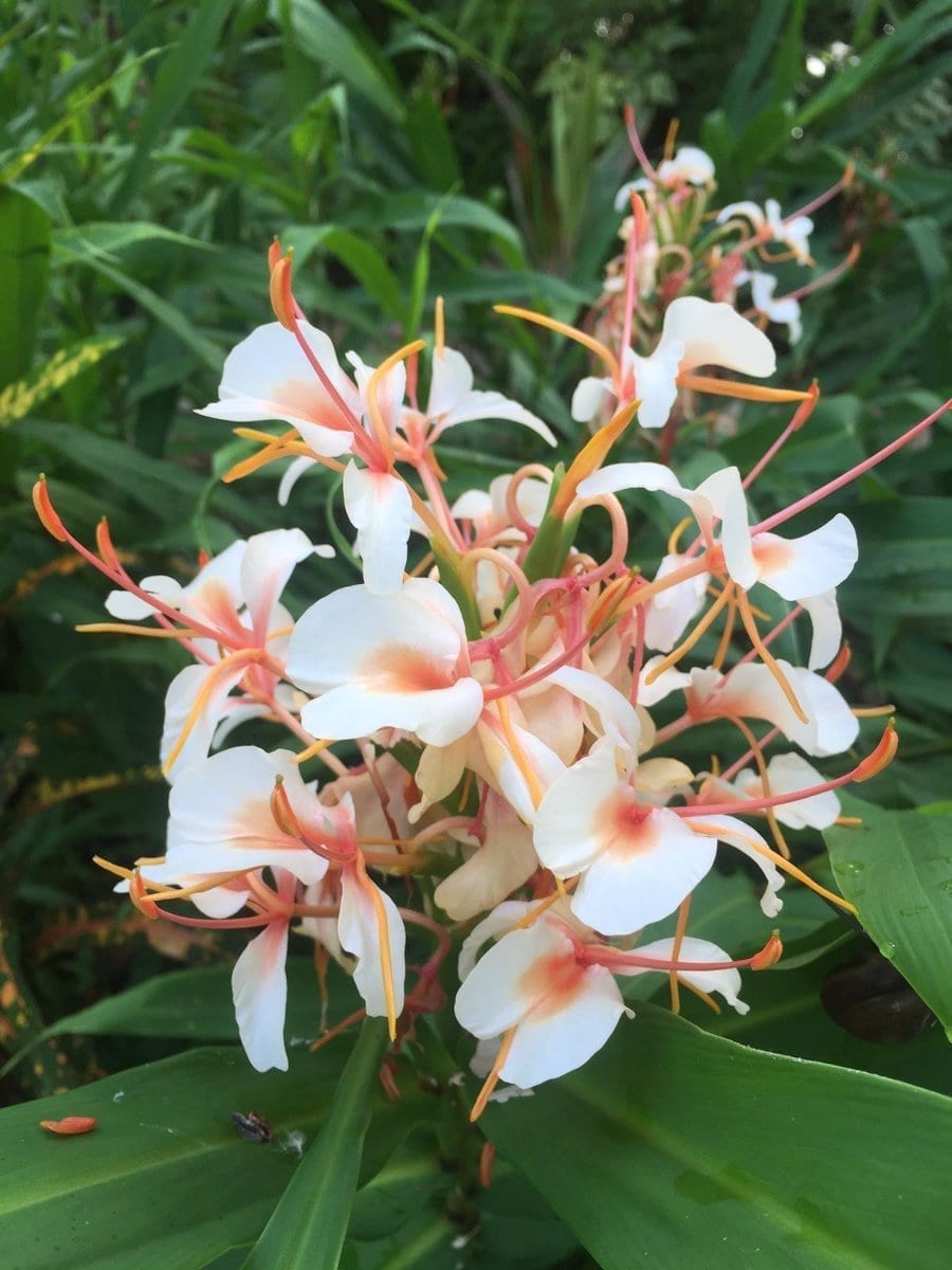 Barbados Flower Forest Gardens - Totally Barbados